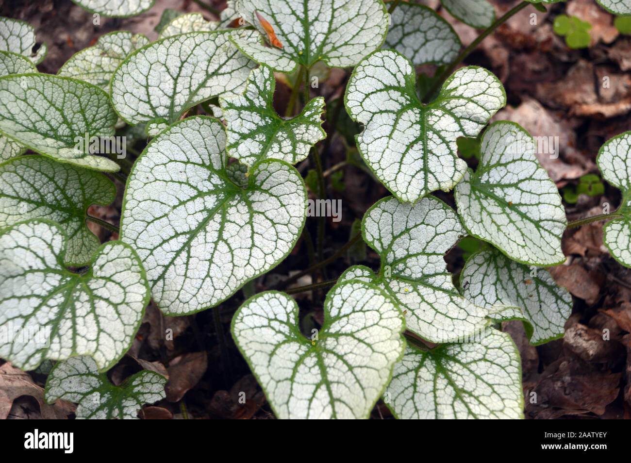 Variegated Siberian bugloss (Brunnera macrophylla) Leaves grown in a ...