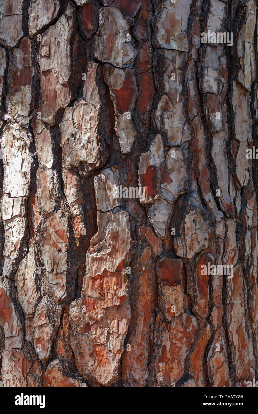 Abstract tree bark close up brown and orange Stock Photo - Alamy