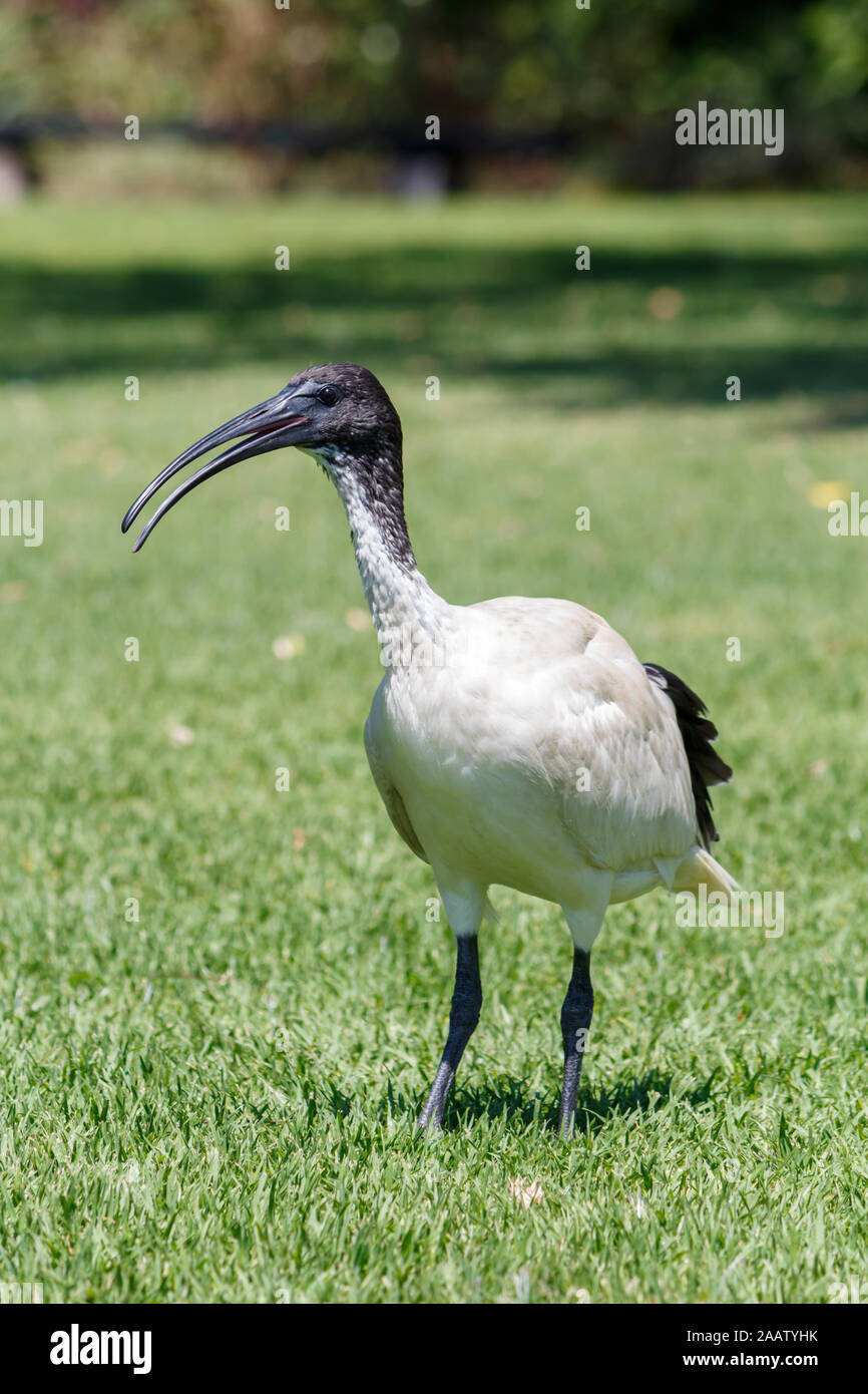 Black and White Australian White Ibis Large Wading Bird Stock Photo - Alamy