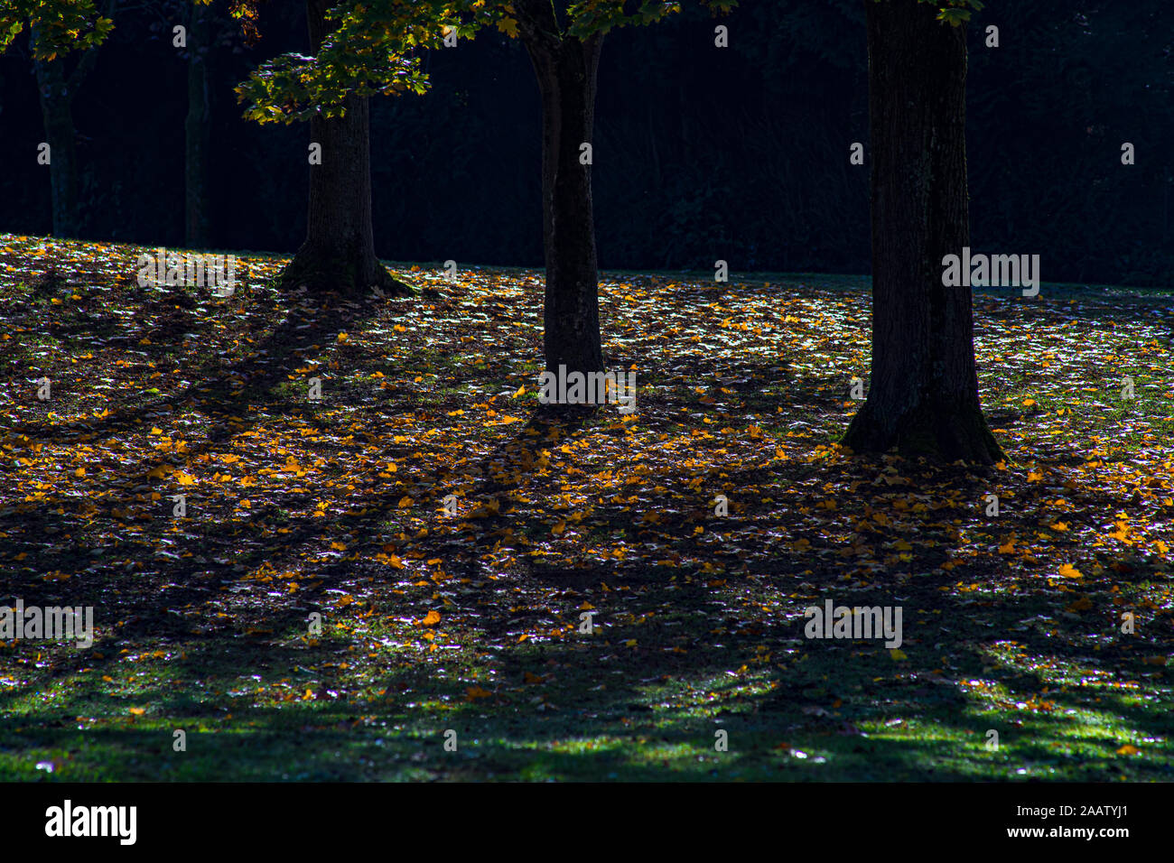 Golden variegated foliage hi-res stock photography and images - Alamy