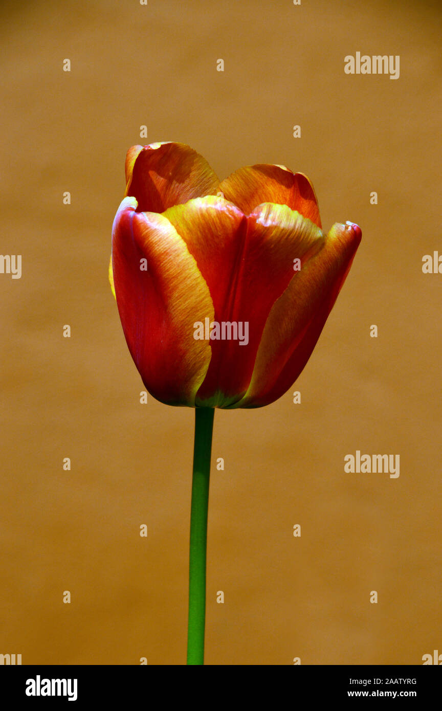 Single orange/red/yellow Coloured Tulip 'Avignon' Flower grown in a ...