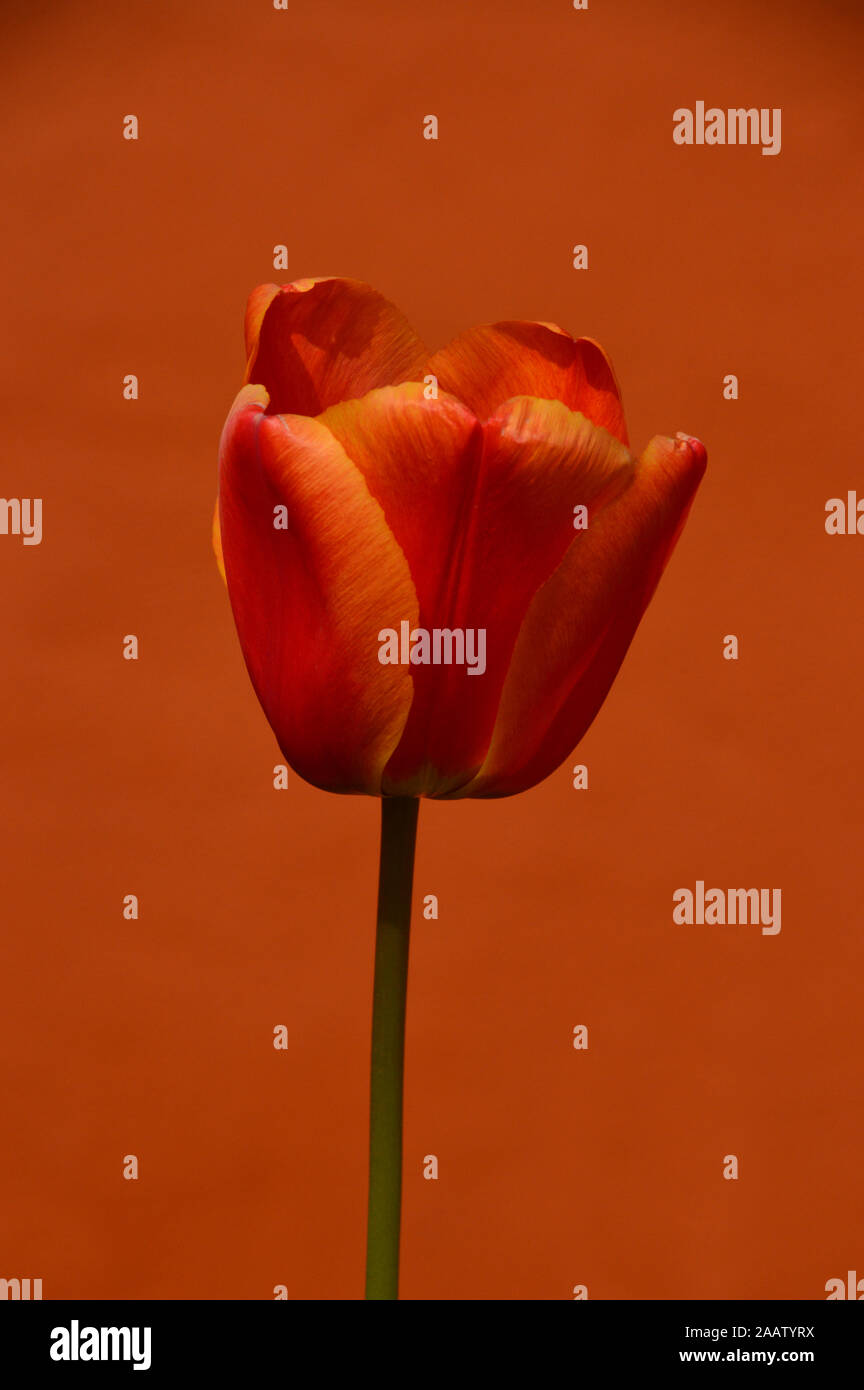 Single orange/red/apricot Coloured Tulip 'Avignon' Flower grown in a ...