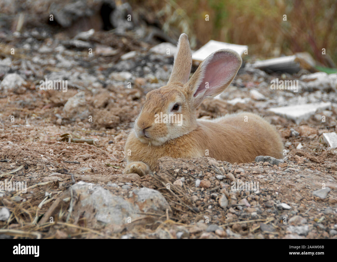 Low angle view of a really pretty and cute bunny rabbit with big ears ...