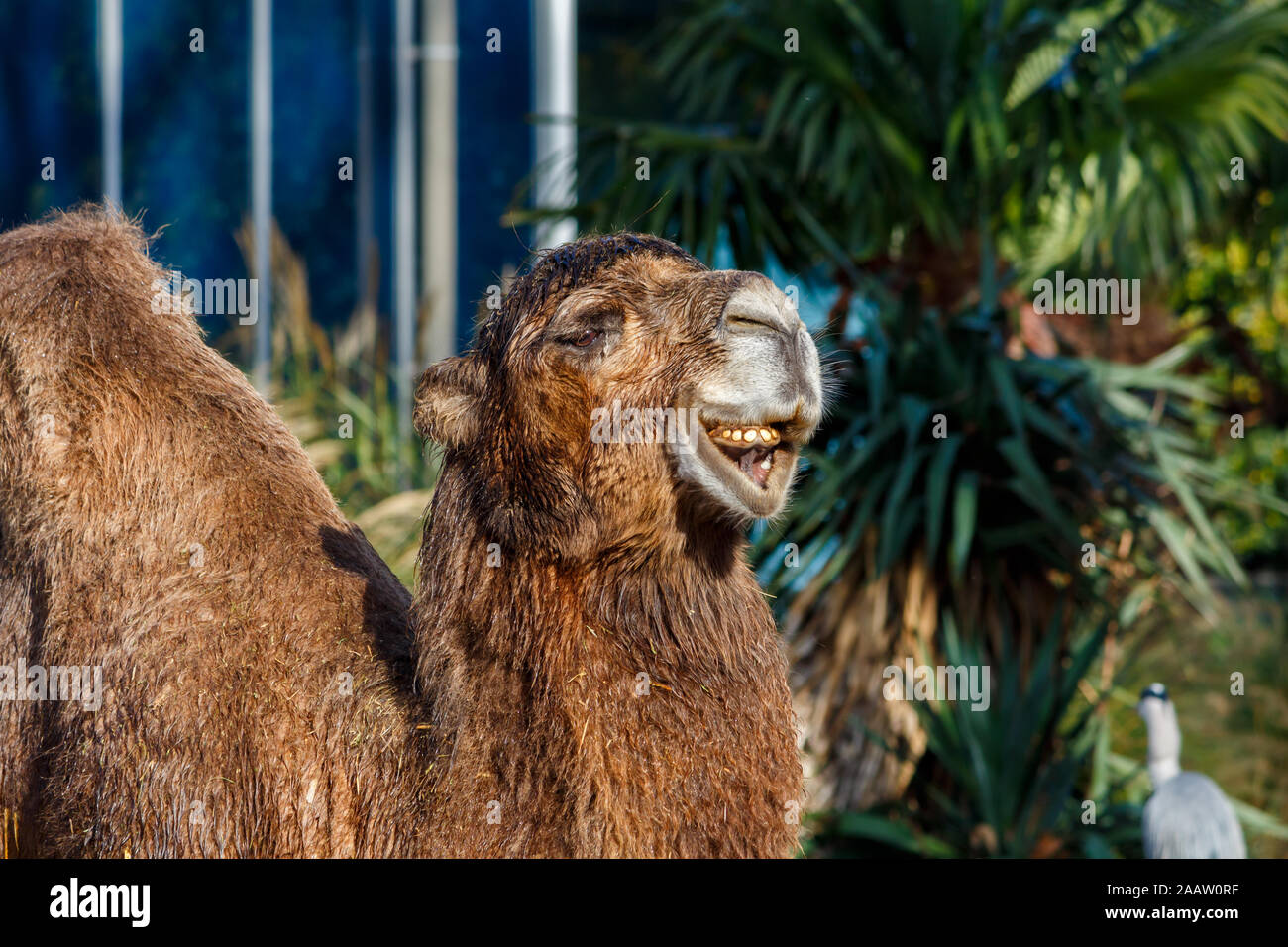Happy camel hi-res stock photography and images - Alamy