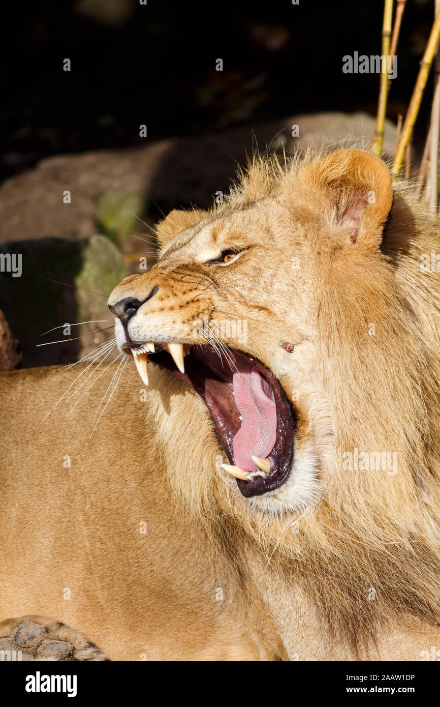 Angry Male Lion Snarling and Bearing Teeth Aggressively Stock Photo - Alamy