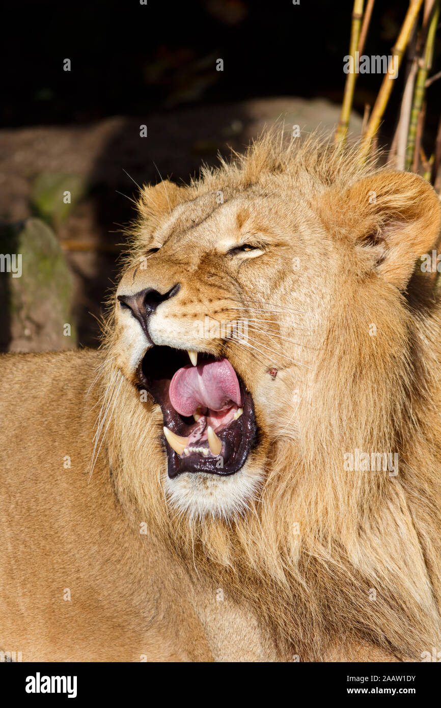 Inside the lion king hi-res stock photography and images - Alamy