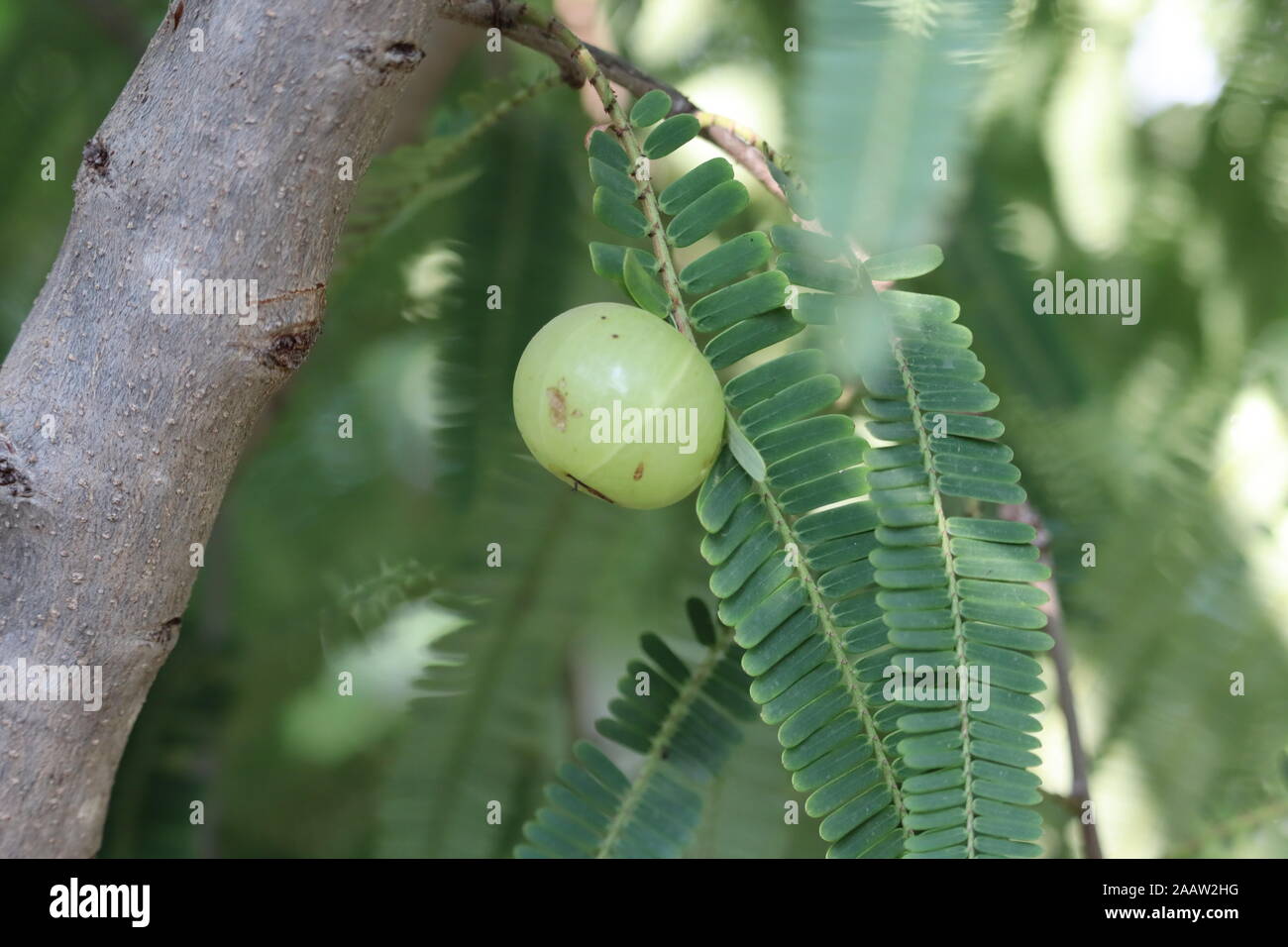 Indian Gooseberries or Amla fruit on tree with green leaf / Phyllanthus ...