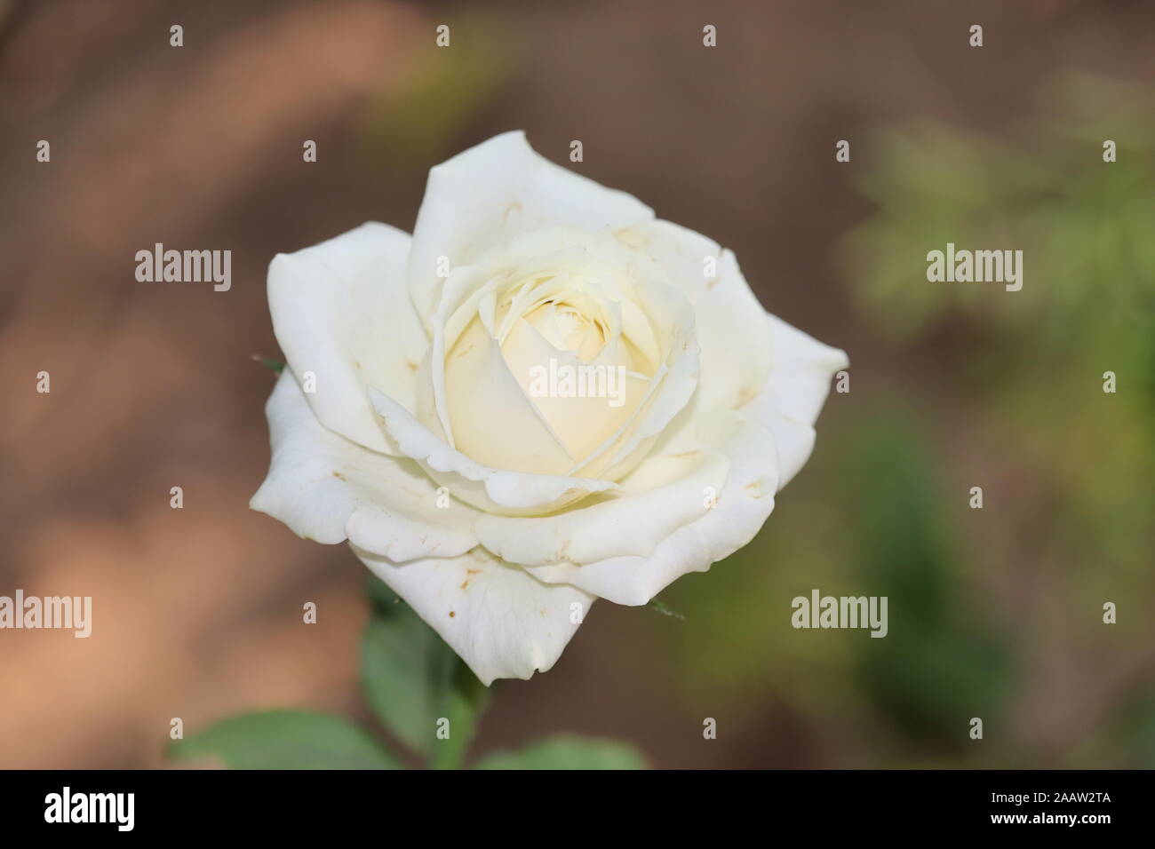 Beautiful white Rose flower background Stock Photo - Alamy