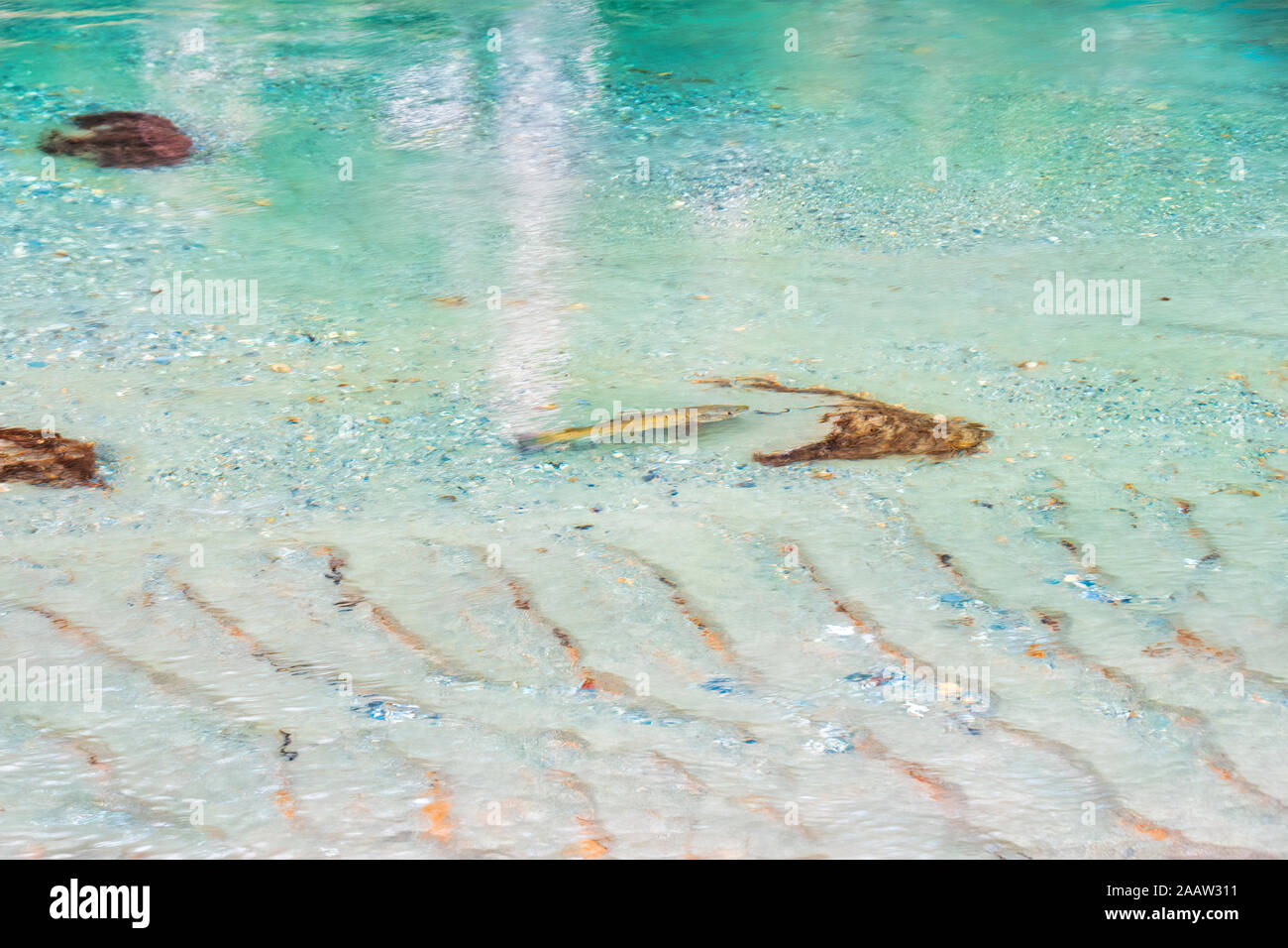 Salmonidae hi-res stock photography and images - Alamy