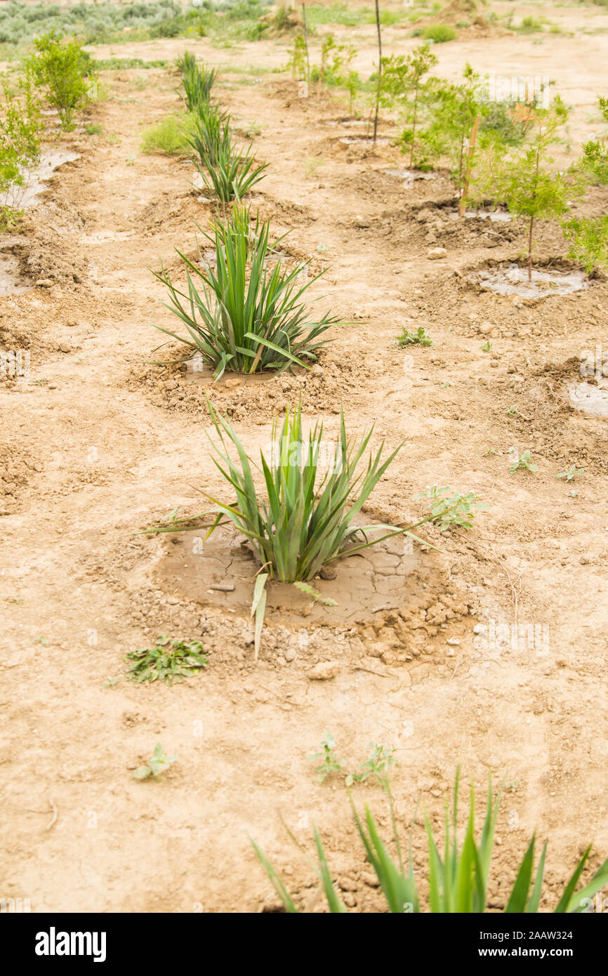 Planting young trees hi-res stock photography and images - Alamy