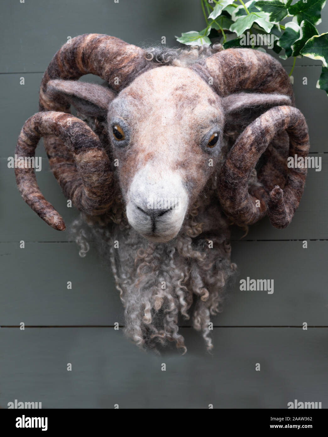 Sheep face hi-res stock photography and images - Alamy
