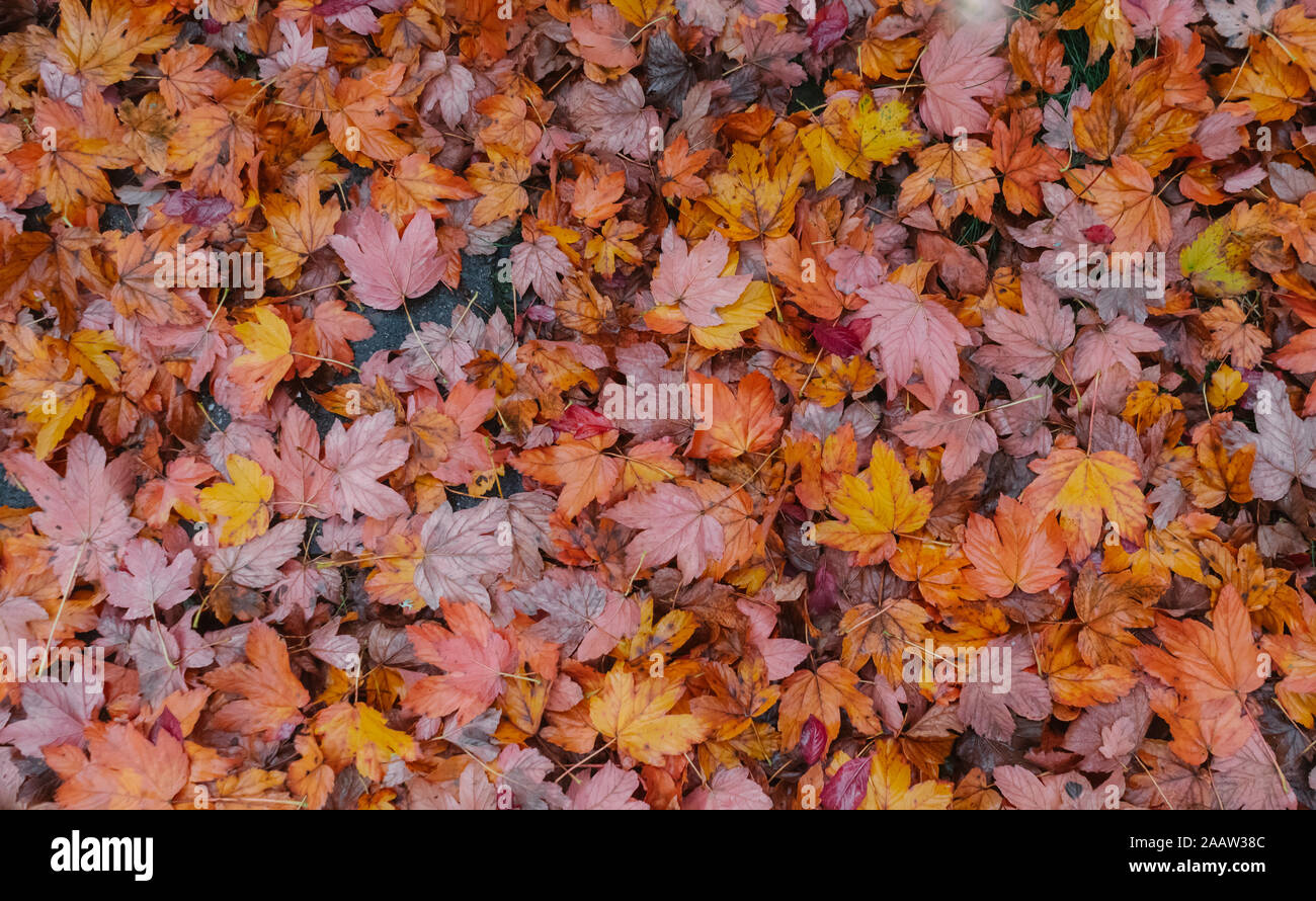 Autumn leaves covering soil Stock Photo - Alamy