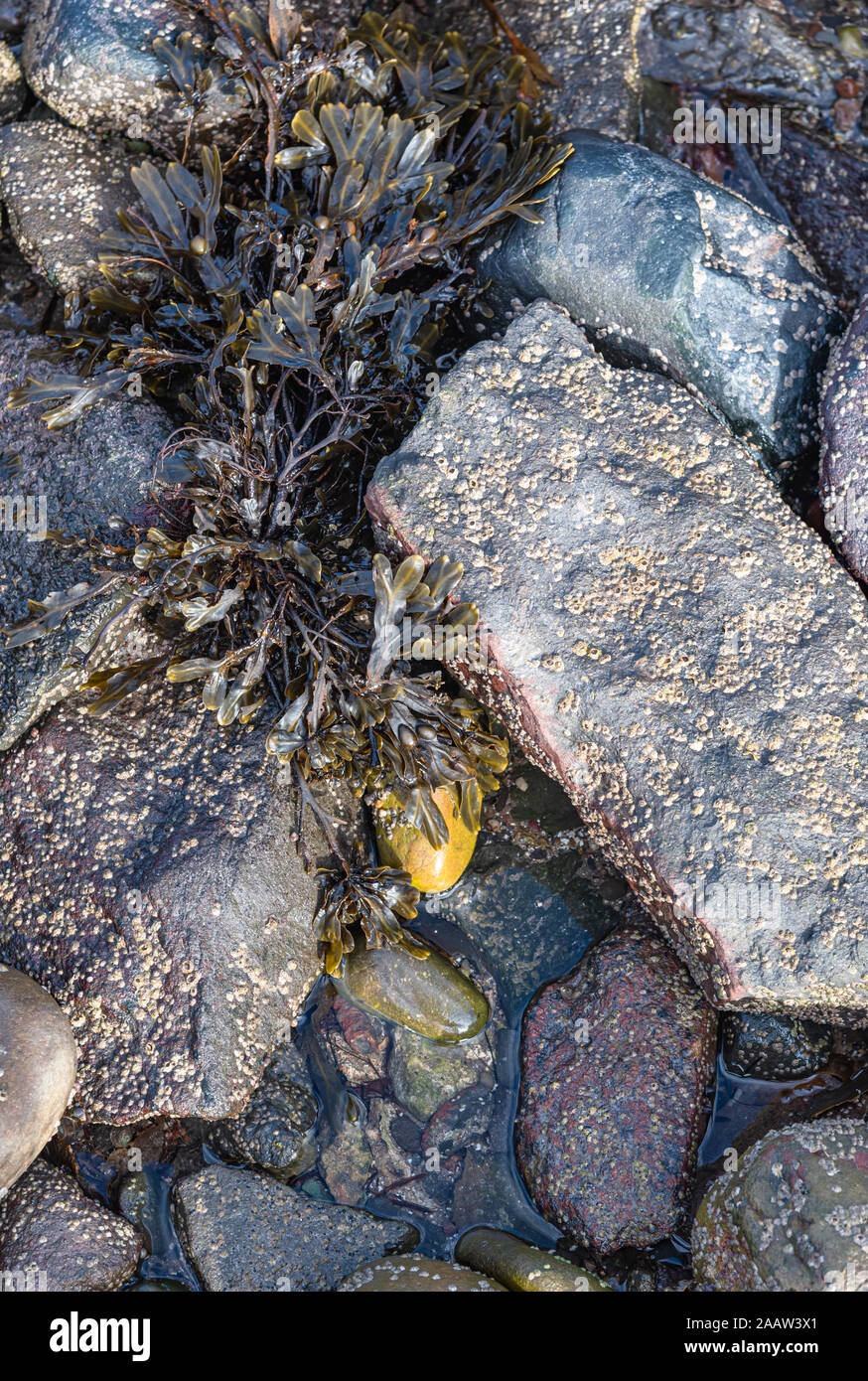 Rocks, seaweed and barnacles Stock Photo - Alamy
