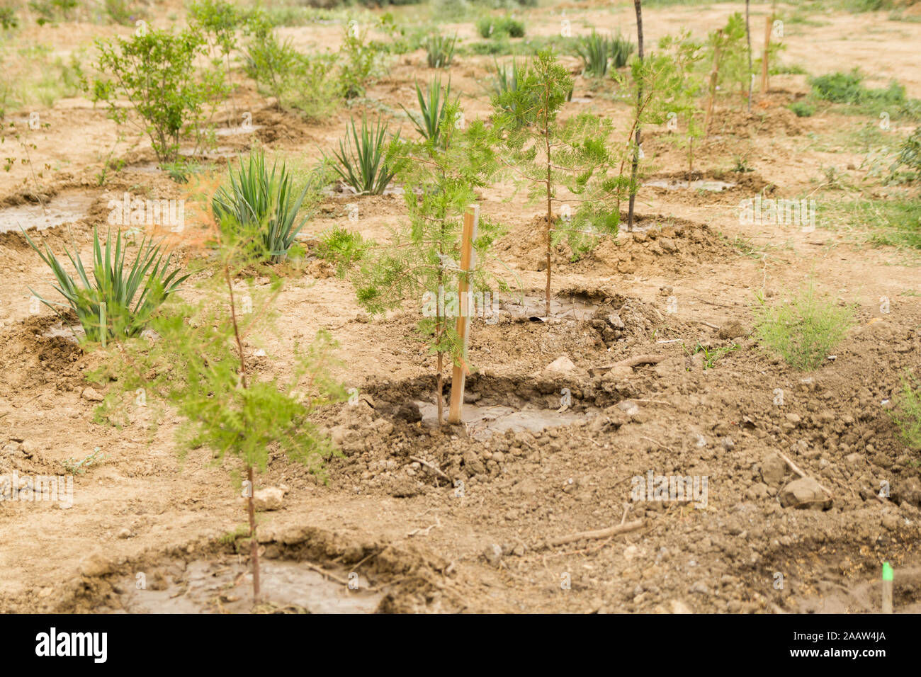 Garden planted with trees hi-res stock photography and images - Alamy