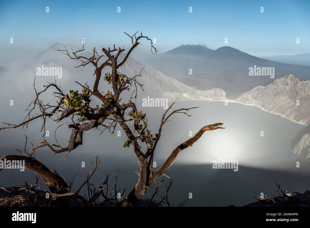 Indonesia, Java, Ijen volcano, close up of barren tree Stock Photo - Alamy