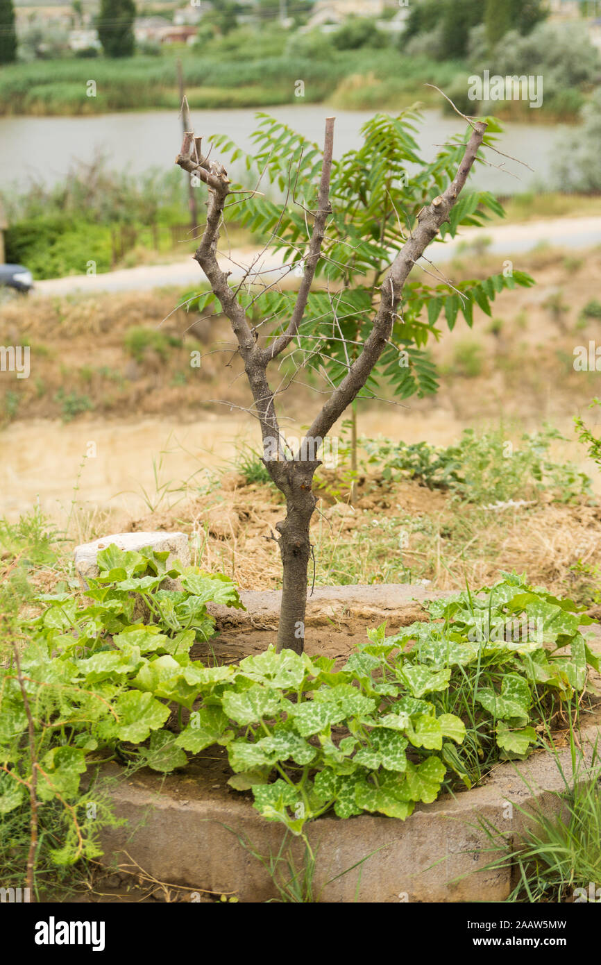 Planted young tree and grape leaves on the ground and lake on the ...