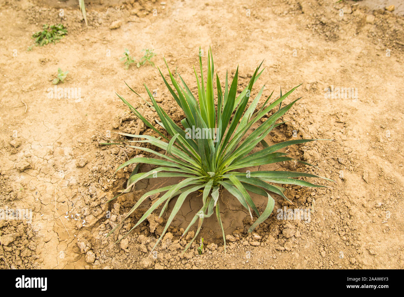 Green bush hi-res stock photography and images - Alamy