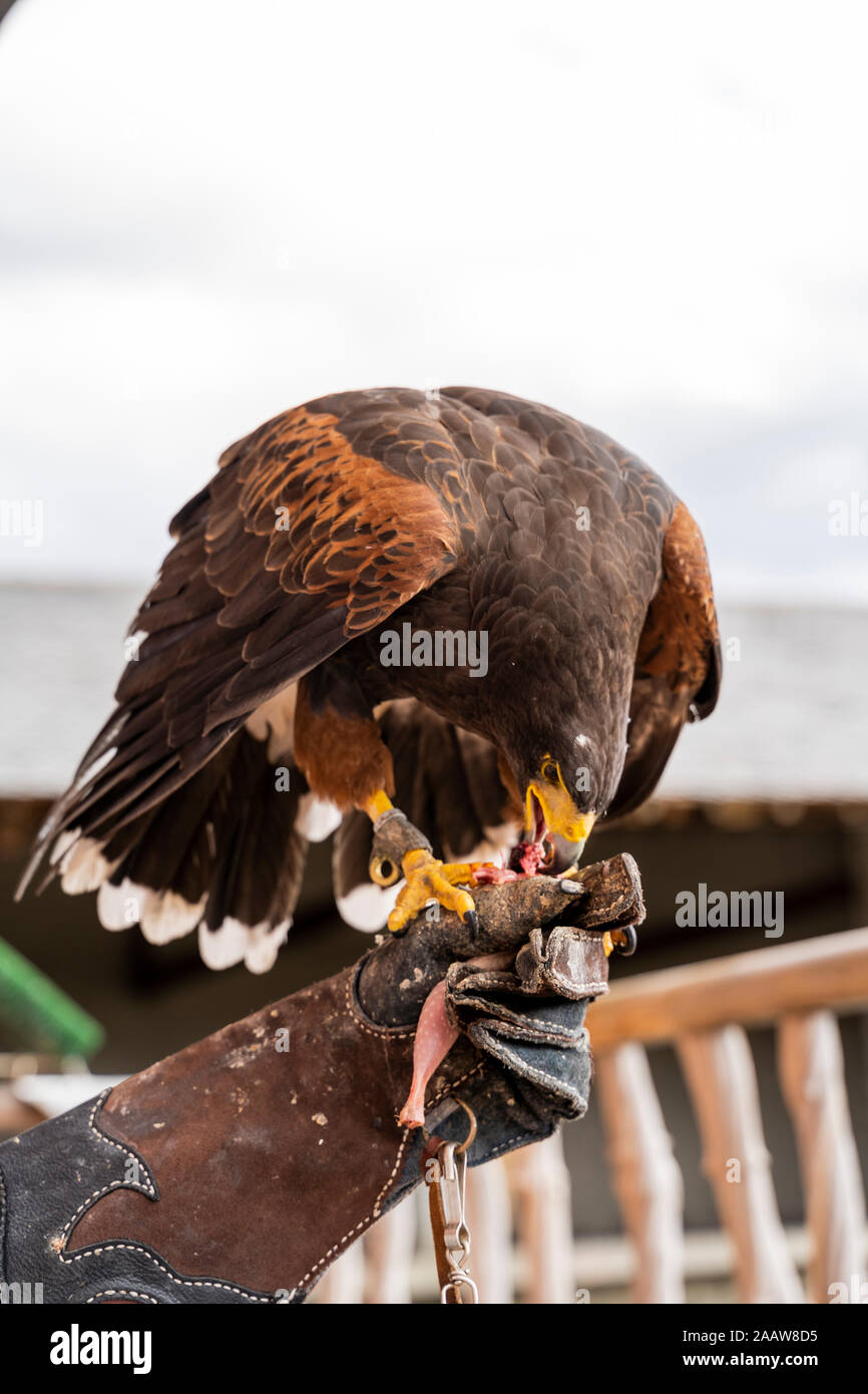 Eating buzzard standing on a hand Stock Photo - Alamy