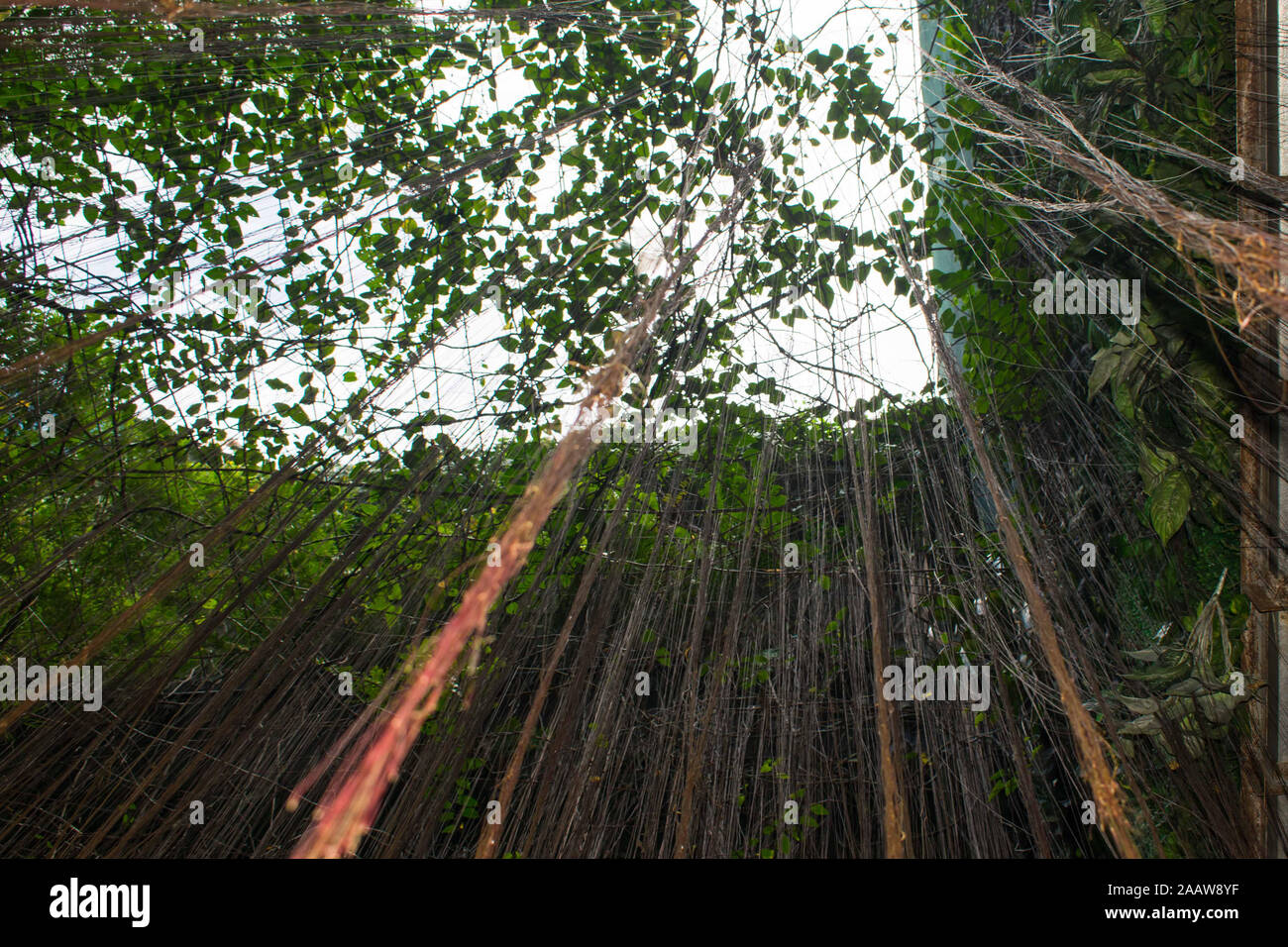 Background and texture of a tree roots hanging from a very old tree ...