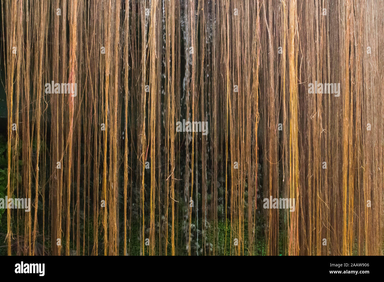 Background and texture of a tree roots hanging from above Stock Photo ...