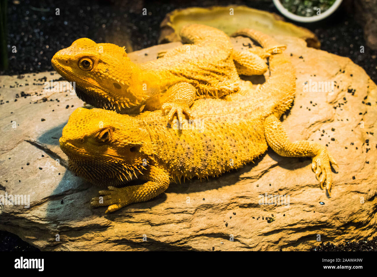 Two large lizard sitting on a rock. Two orange iguanas Stock Photo - Alamy