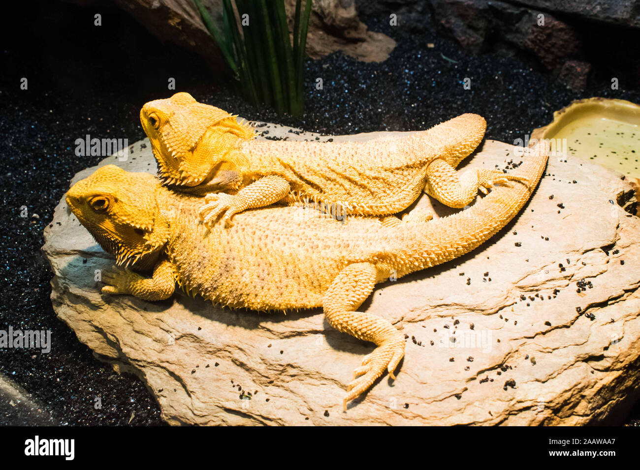 Two large lizard sitting on a rock. Two orange iguanas Stock Photo - Alamy