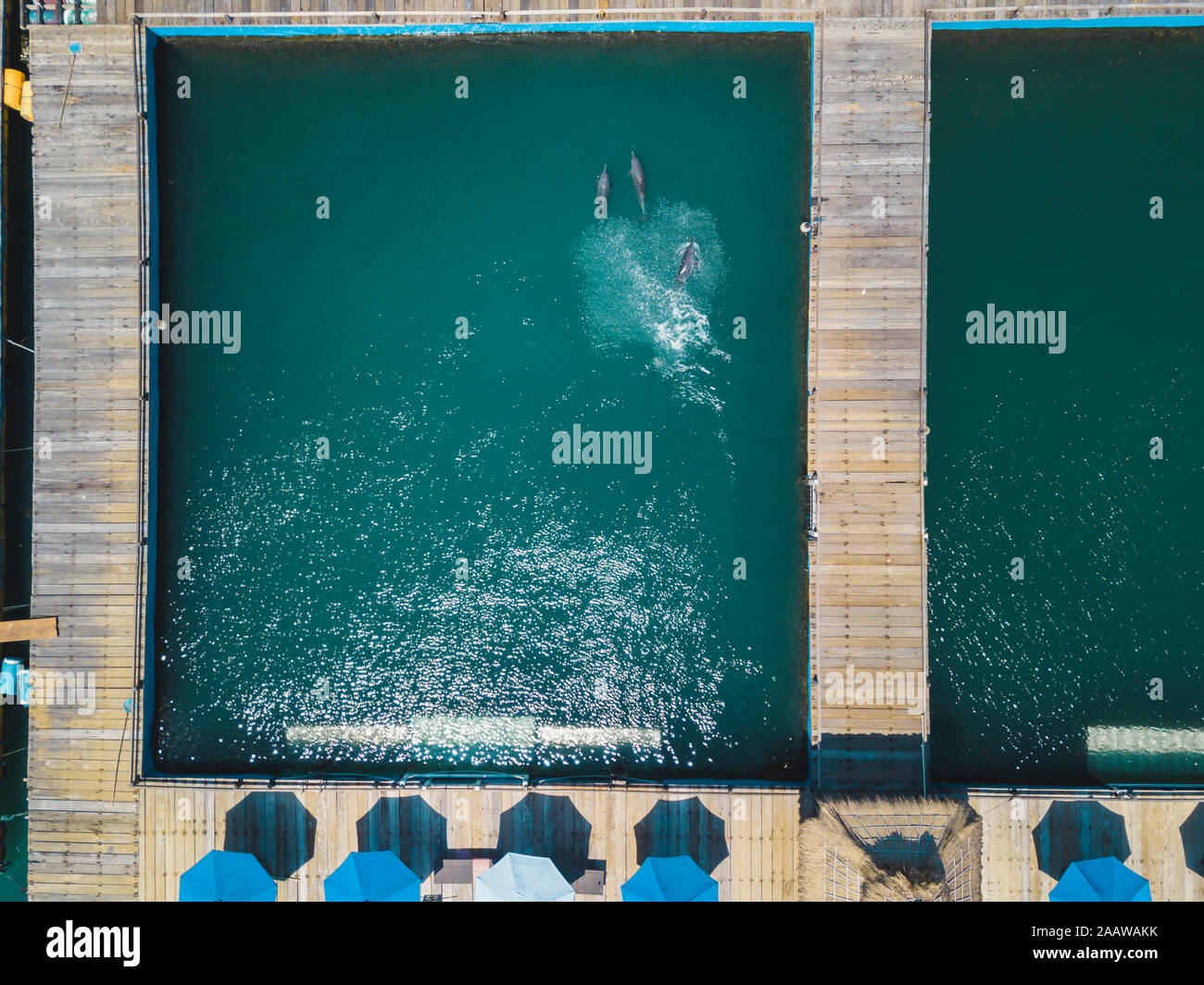 Aerial view of dolphins swimming in dolphinarium at Bali, Indonesia ...