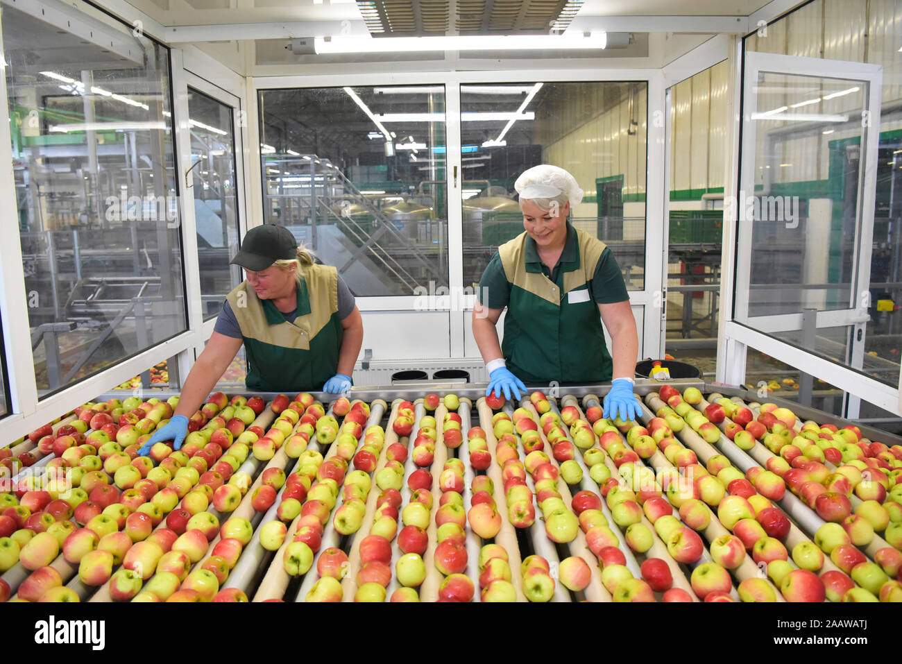 Female workers checking apples on conveyor belt in apple-juice factory ...