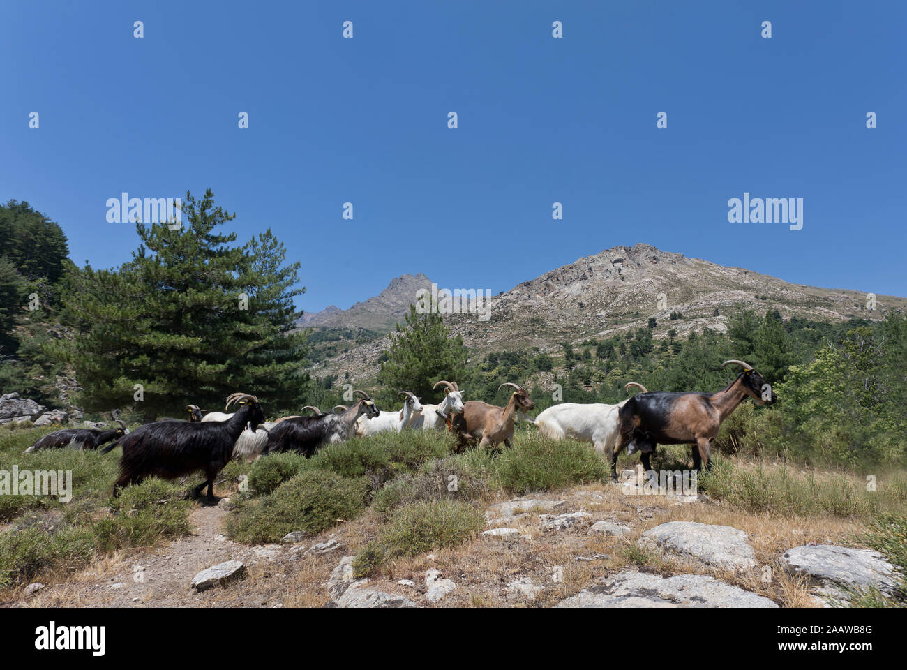 Corsica goat hi-res stock photography and images - Alamy