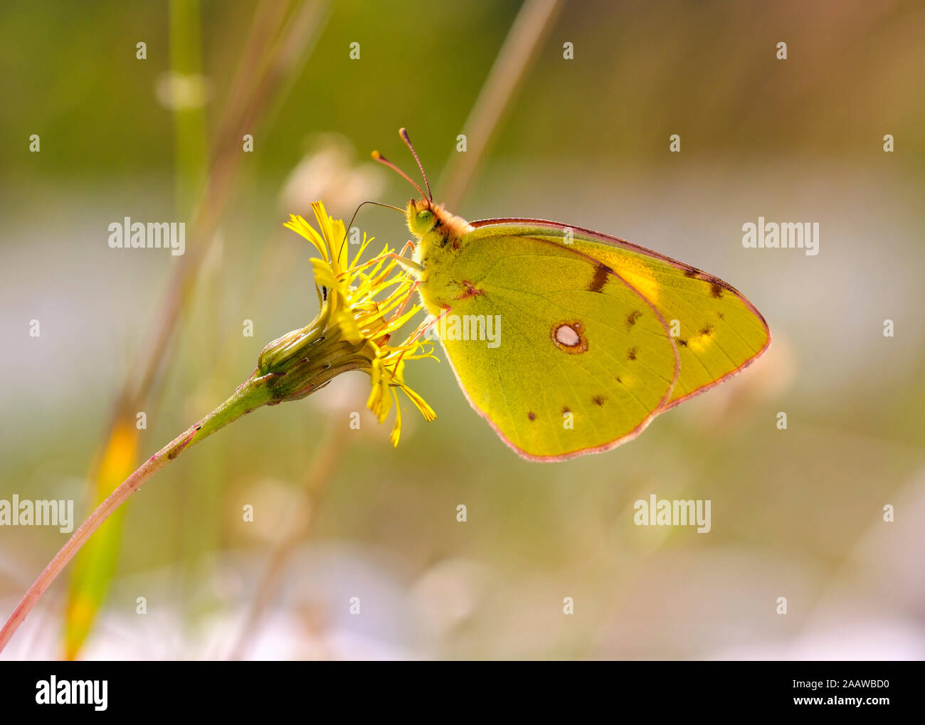 Close-up of yellow butterfly pollinating on flower, Mittenwald, Upper ...