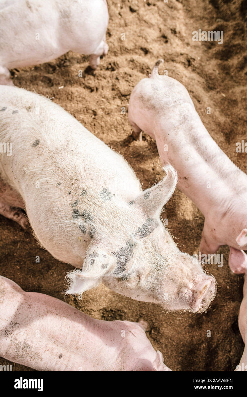 High angle view of pigs standing in pigpen Stock Photo - Alamy