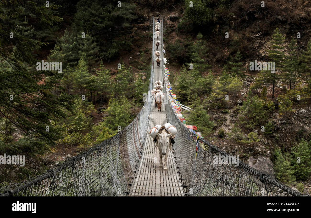 Donkey bridge hi-res stock photography and images - Alamy