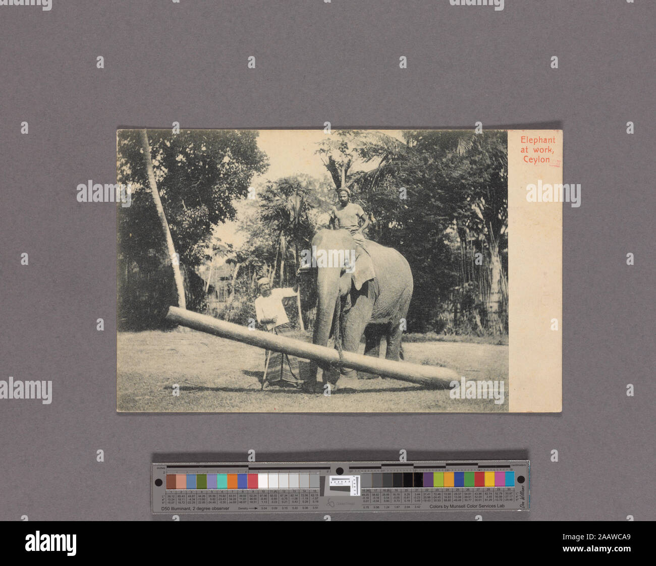 Elephant at work, Ceylon Elephant at work, Ceylon.; Elephant at work ...