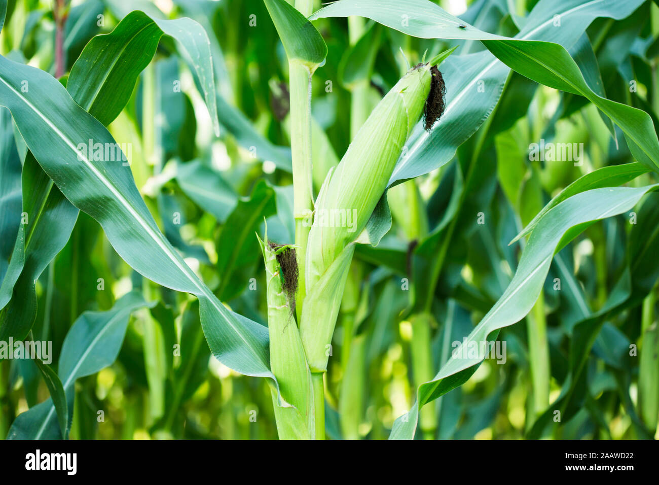 Corn cultivation hi-res stock photography and images - Alamy
