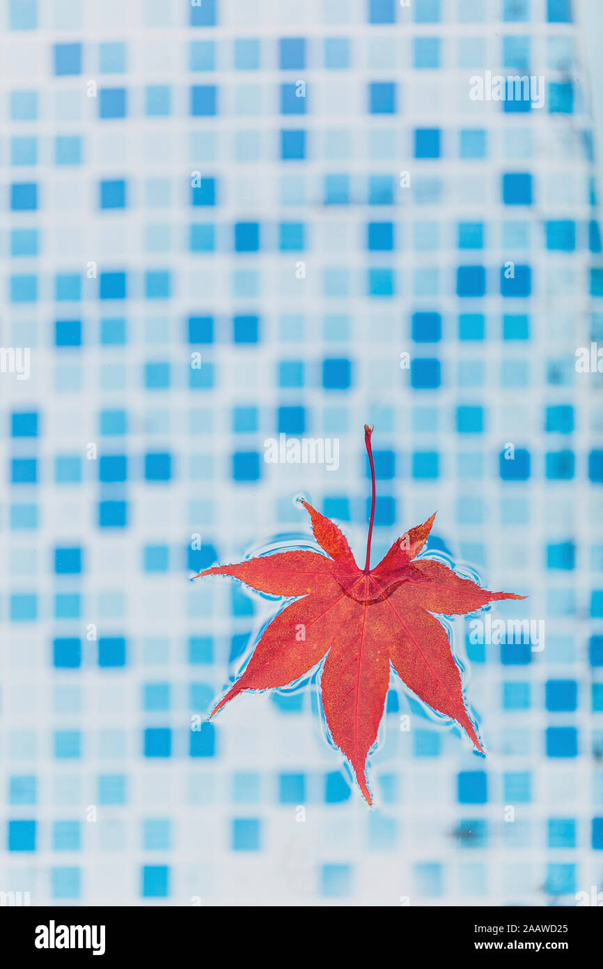 Plant floating in swimming pool blue hi-res stock photography and ...