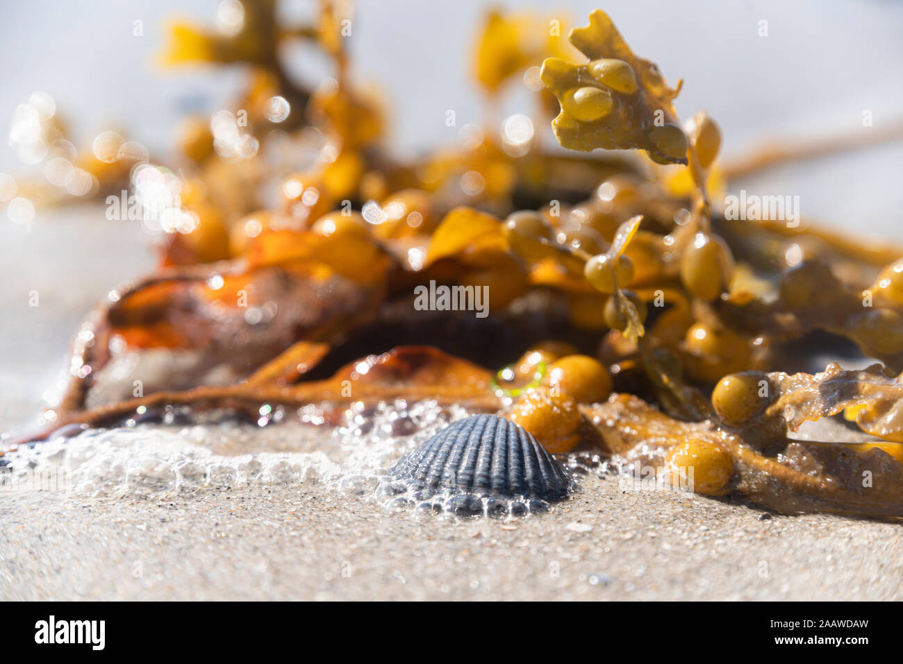 Netherlands, Zeeland, Veere, Westenshouwen, close up of seashell and ...