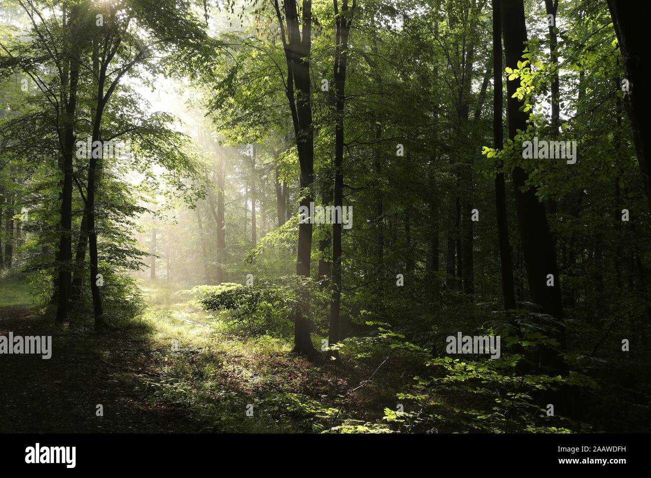 Rising leaves spring hi-res stock photography and images - Alamy