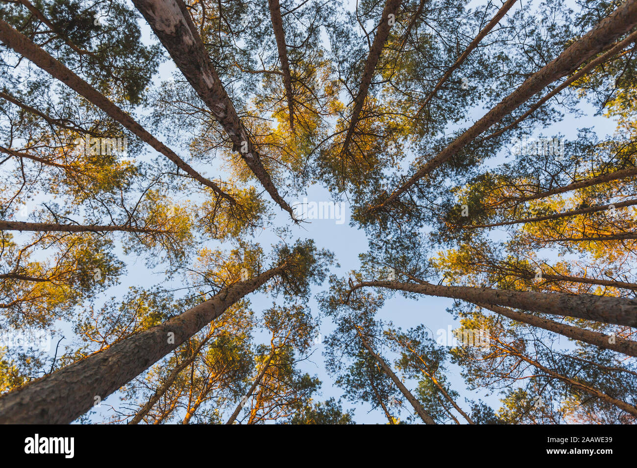 Worms eye view forest hi-res stock photography and images - Alamy