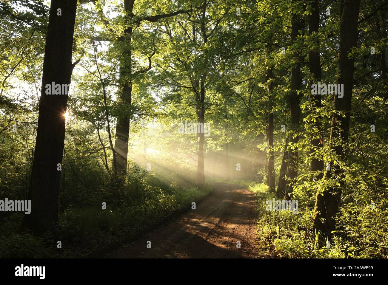 Sunrise Forest Path
