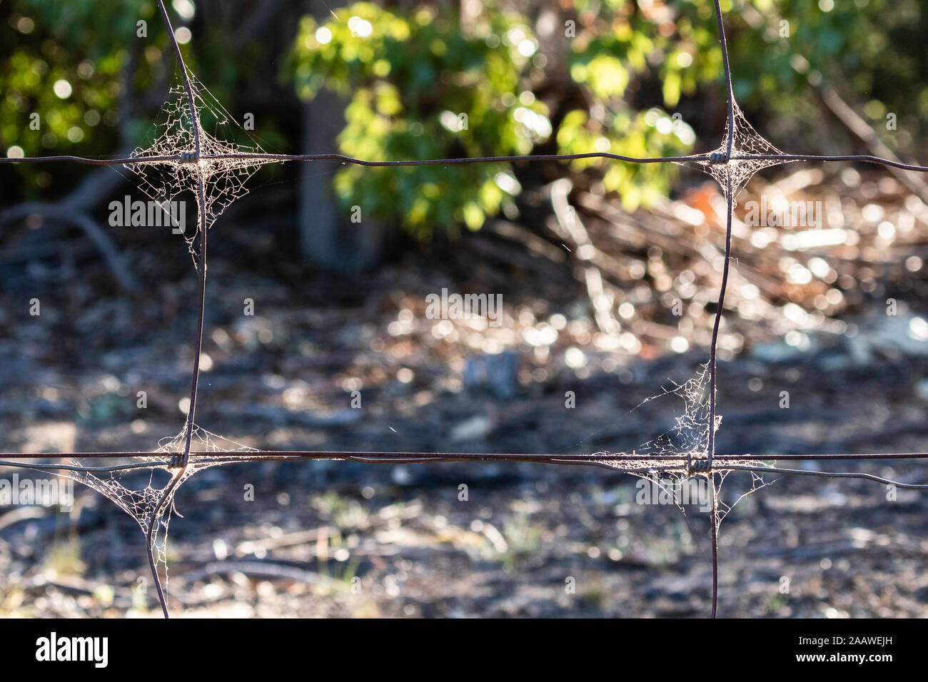 Cobwebs on fence hi-res stock photography and images - Alamy