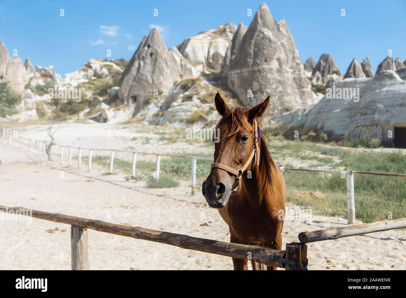 Cappadocia horse hi-res stock photography and images - Alamy