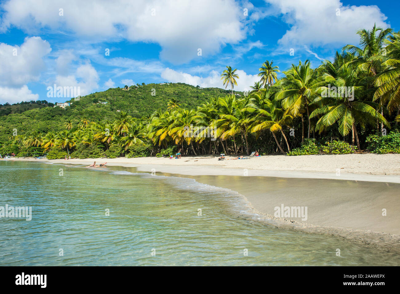 Palm trees growing at beach against cloudy sky during sunny day at ...
