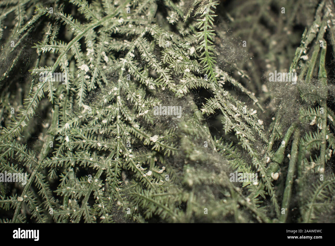 Synthetic pine tree with small snow flakes Stock Photo - Alamy