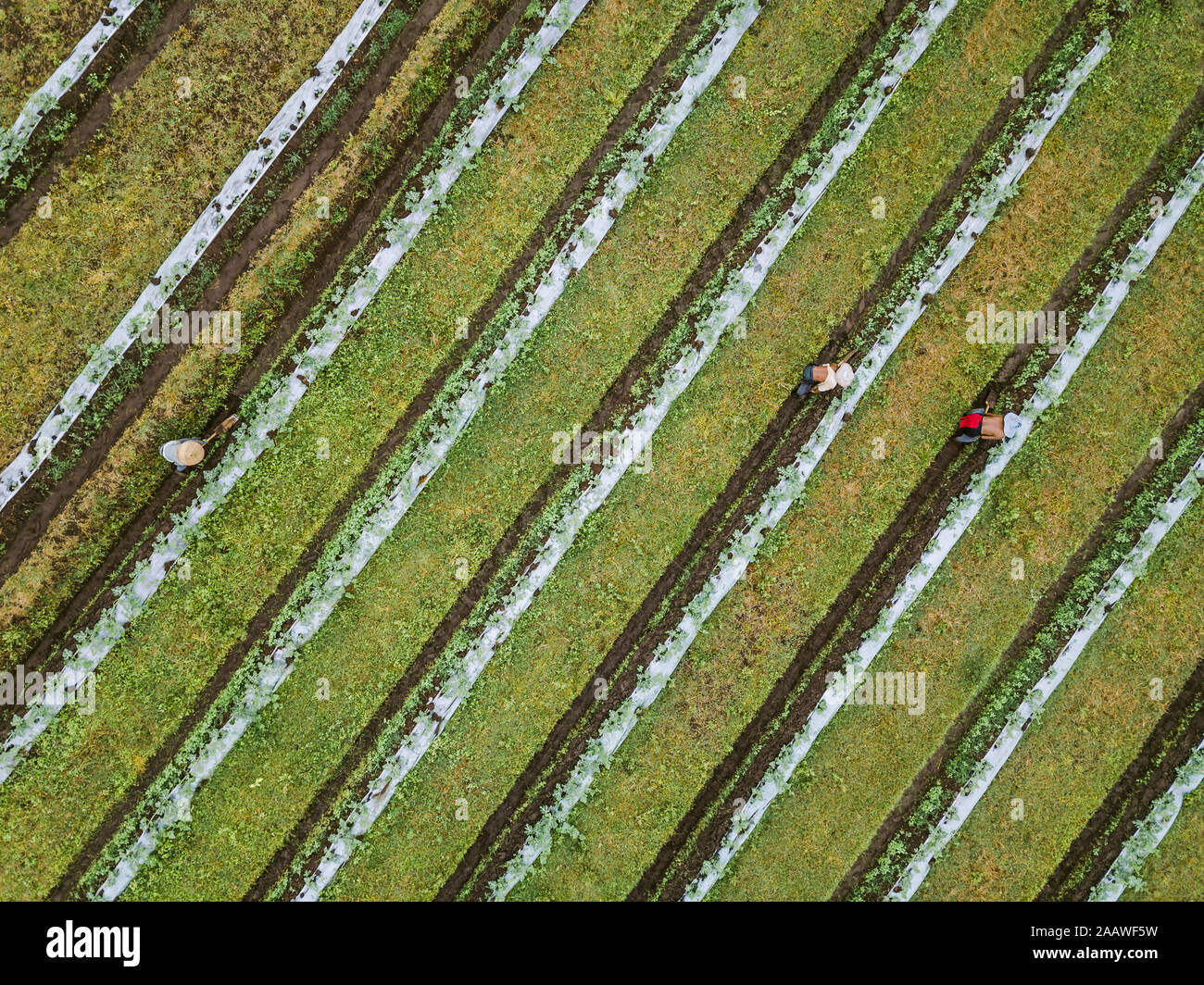 Aerial view of workers at farm, Bali, Indonesia Stock Photo - Alamy
