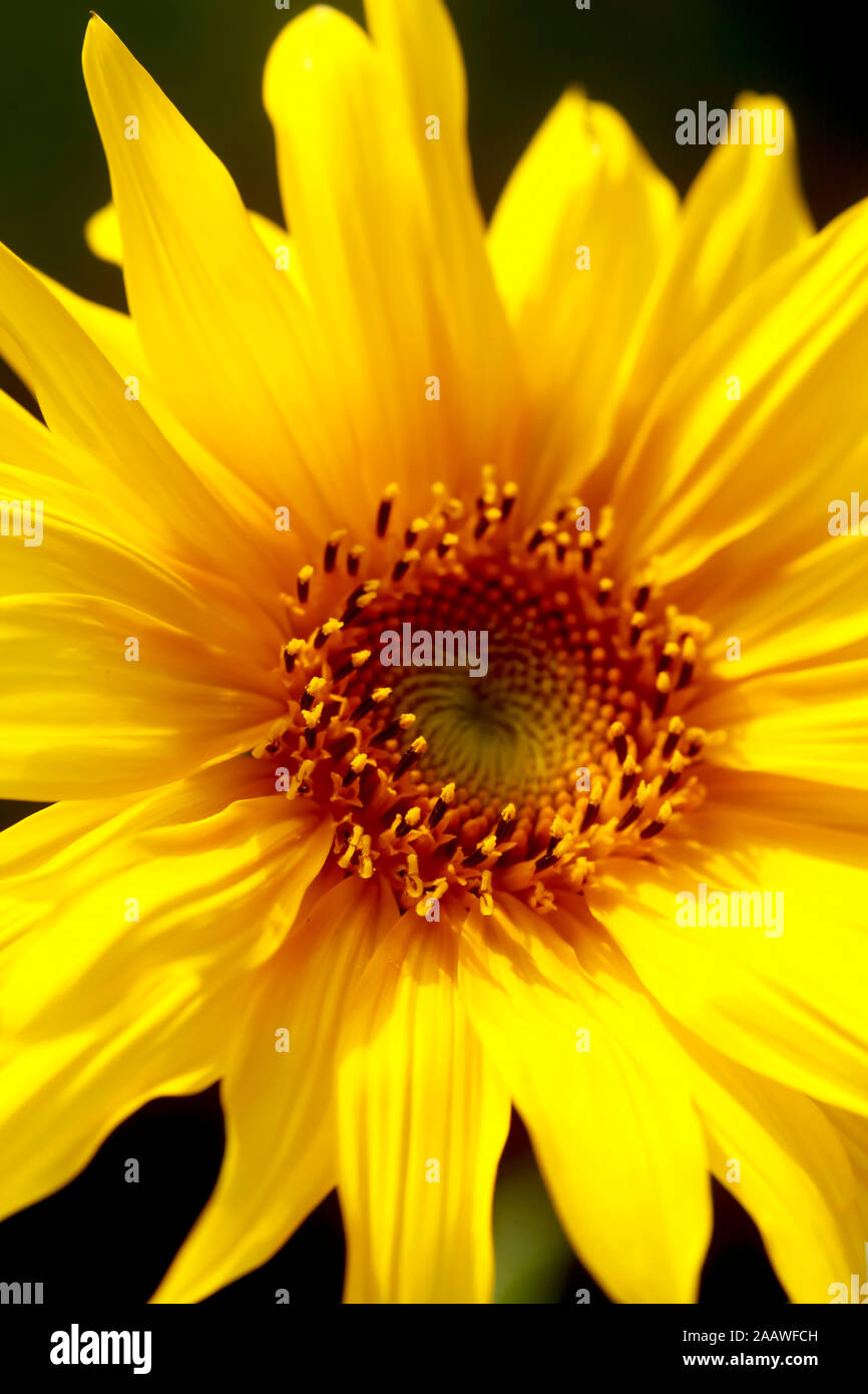 Beauty sunflower detail hi-res stock photography and images - Alamy