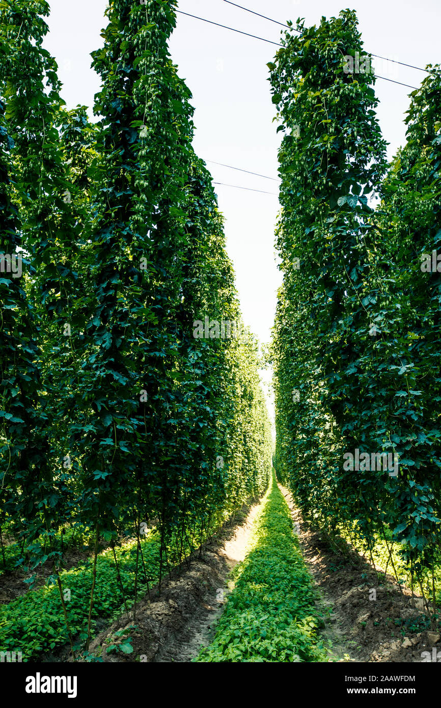 Crop cultivation hi-res stock photography and images - Alamy