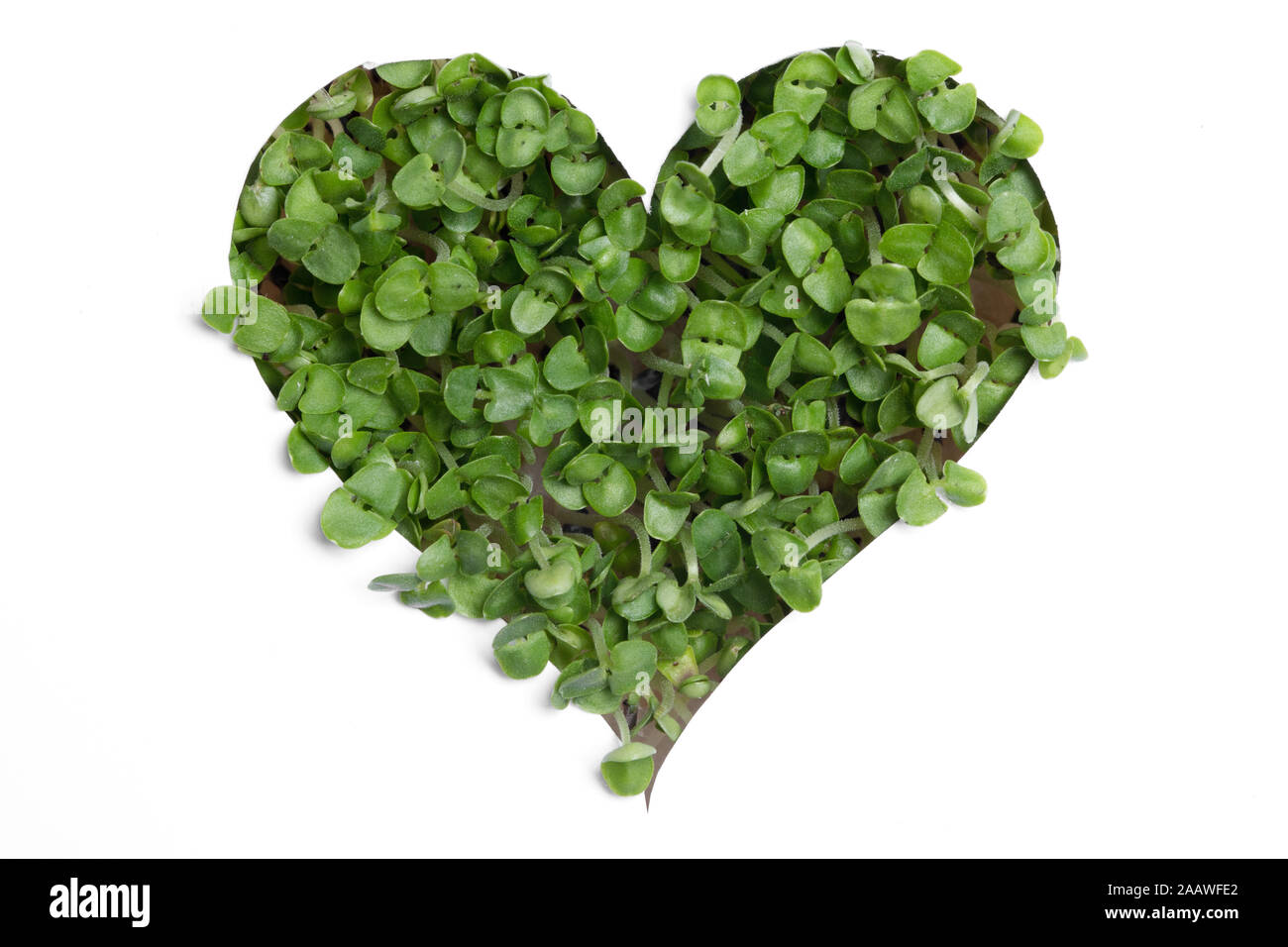 Sprout green plants growing a heart shape isolated on white background ...
