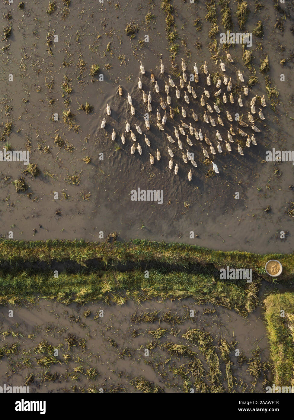 Aerial view of ducks on a paddy field, Bali, Indonesia Stock Photo - Alamy