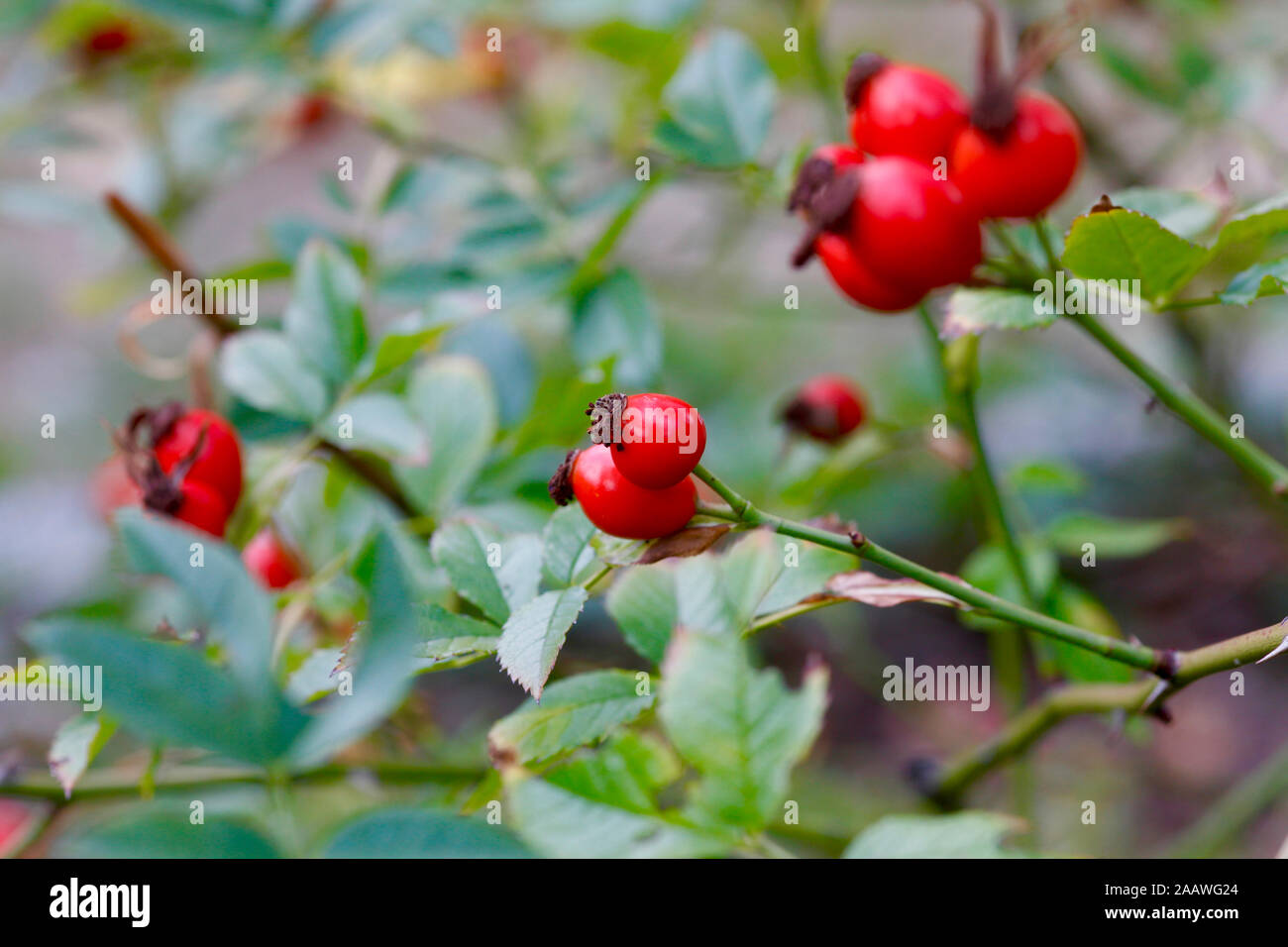 Close-up of rose hips growing on plant Stock Photo - Alamy