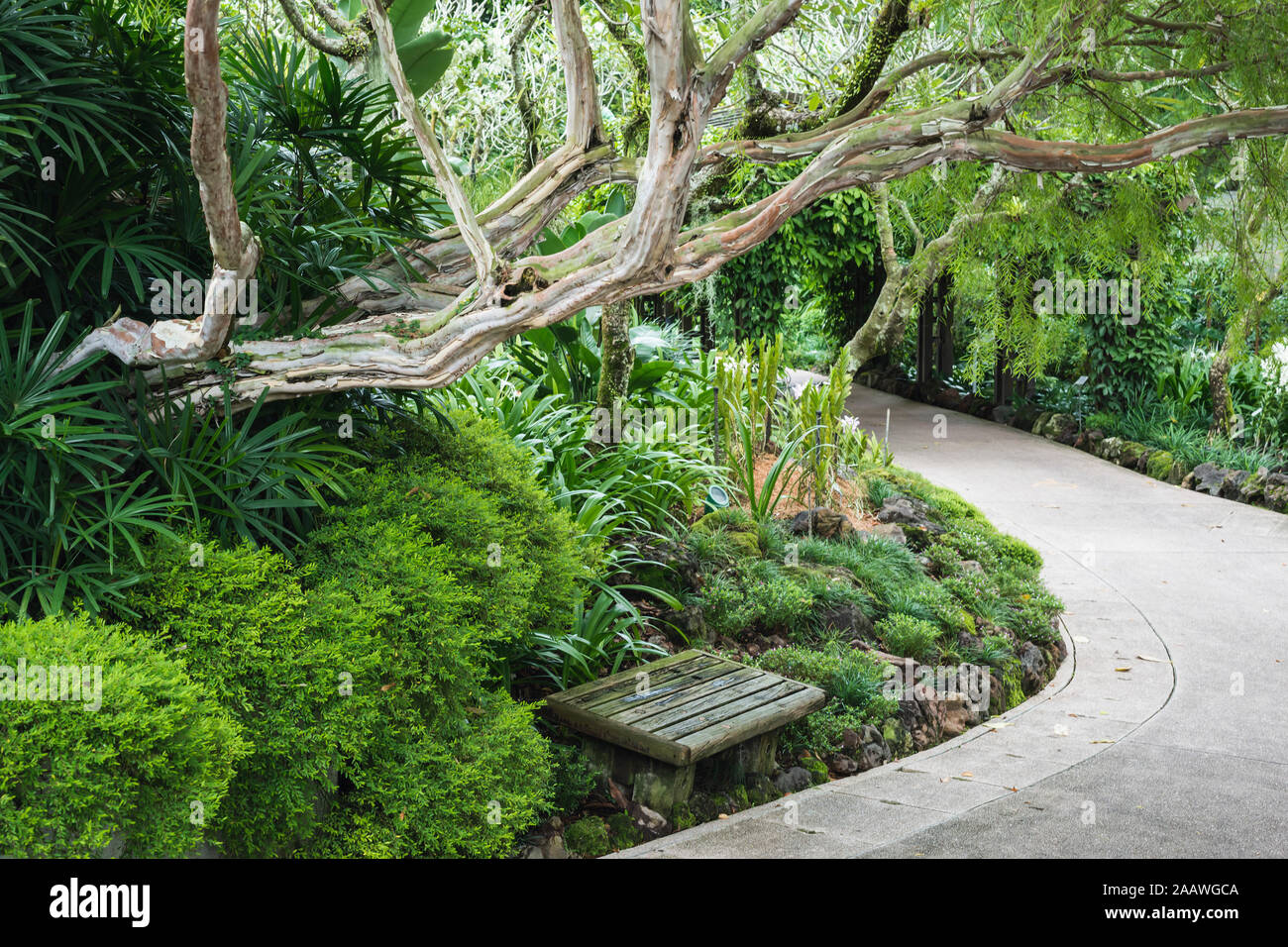 pathway turn with small wooden bench in famous Singapore Botanical ...